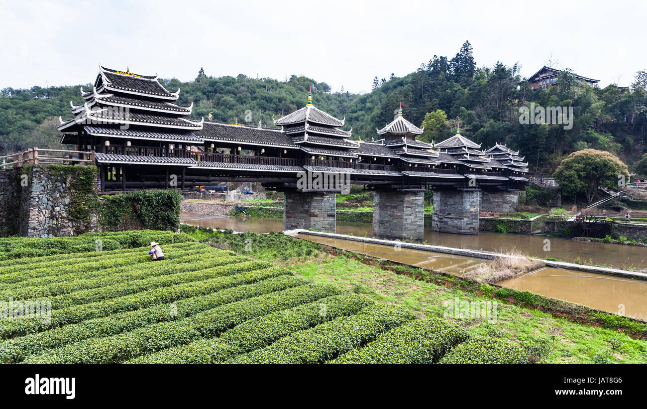 travel to China - tea plantation and Chengyang Wind and Rain Bridge ...