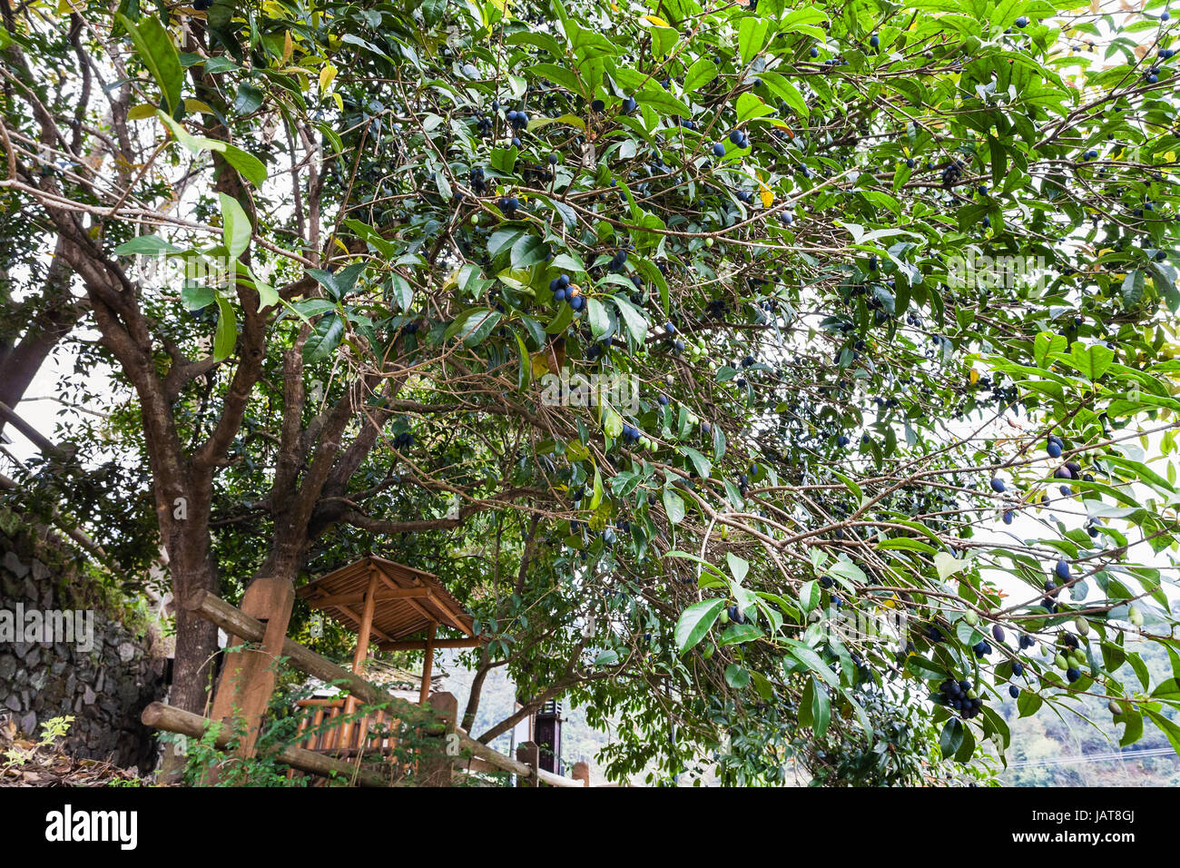 Chinese plum tree hi-res stock photography and images - Alamy