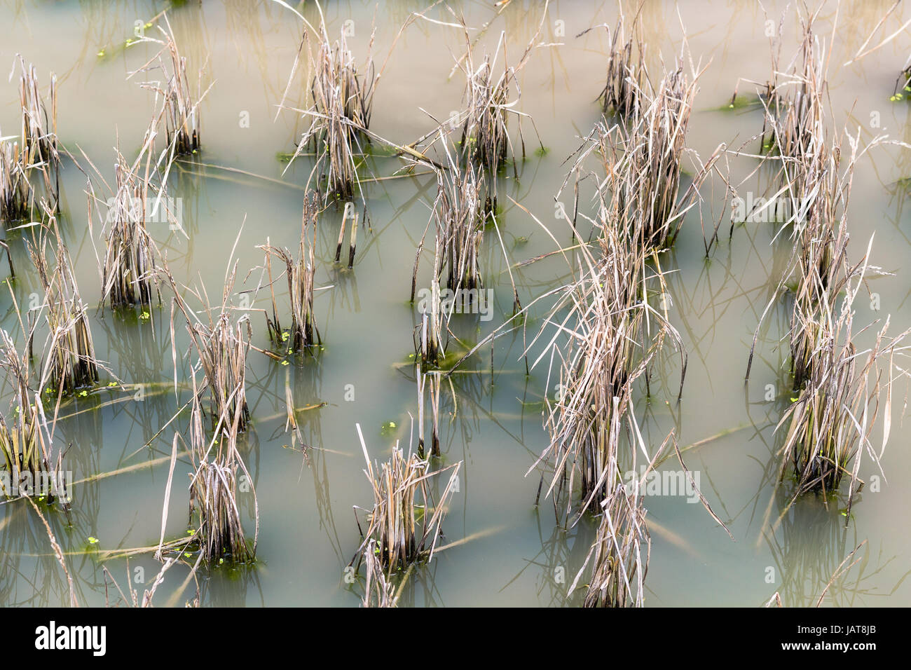 Rice under water hi-res stock photography and images - Alamy