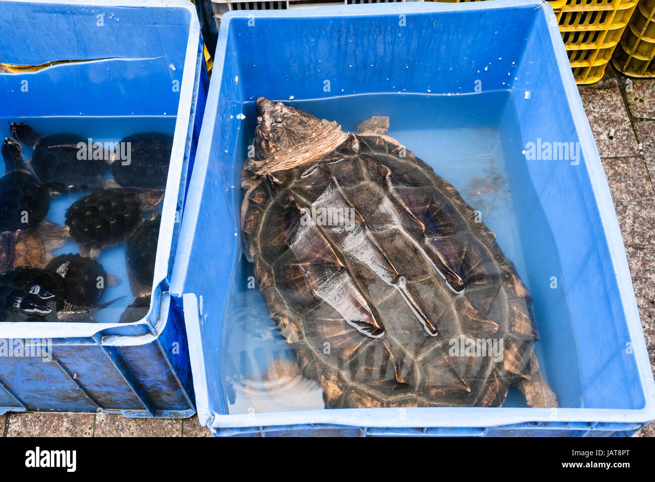 Travel to China - various turtles on Huangsha Aquatic Product Trading ...