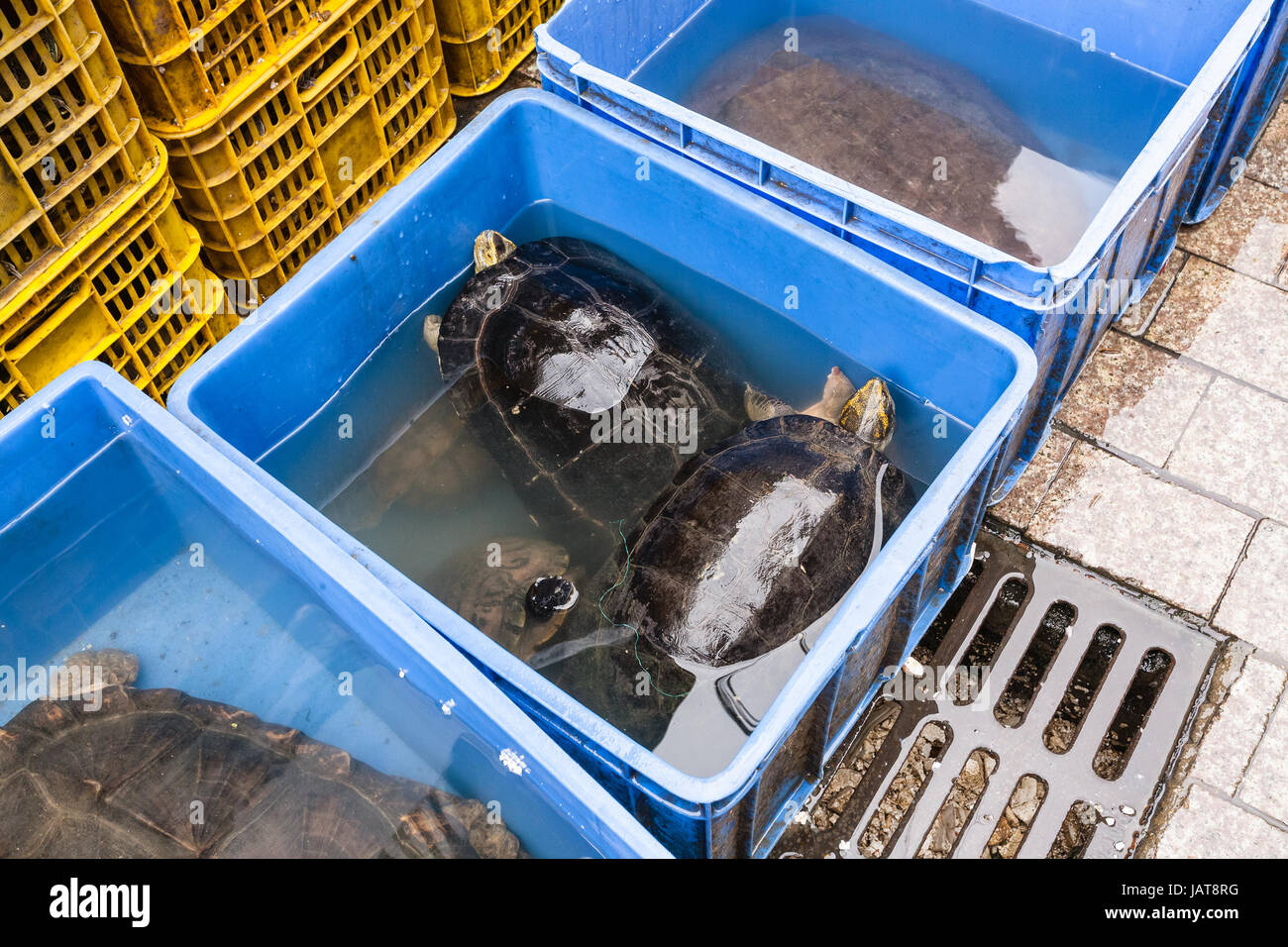 Market turtles hi-res stock photography and images - Alamy