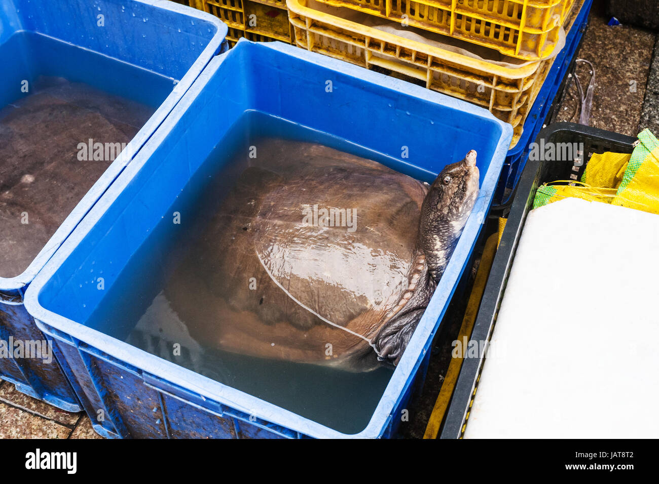 Travel to China - big turtle on Huangsha Aquatic Product Trading Market ...