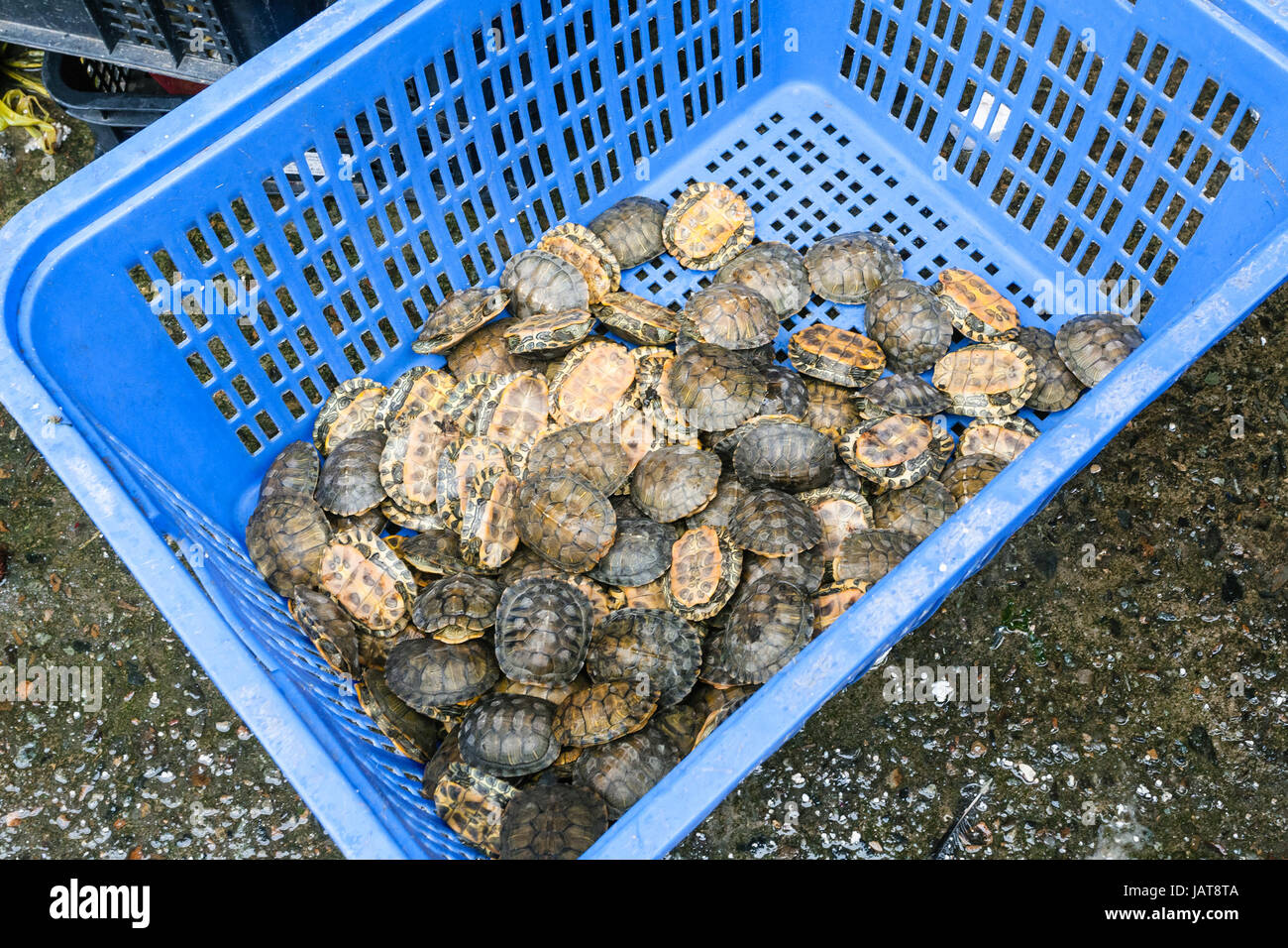 Asian box turtle hi-res stock photography and images - Alamy