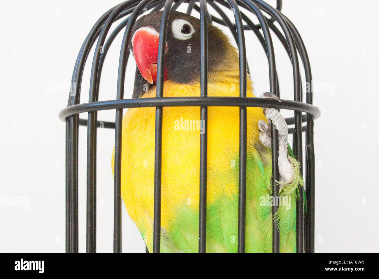 Tropical prison hi-res stock photography and images - Alamy