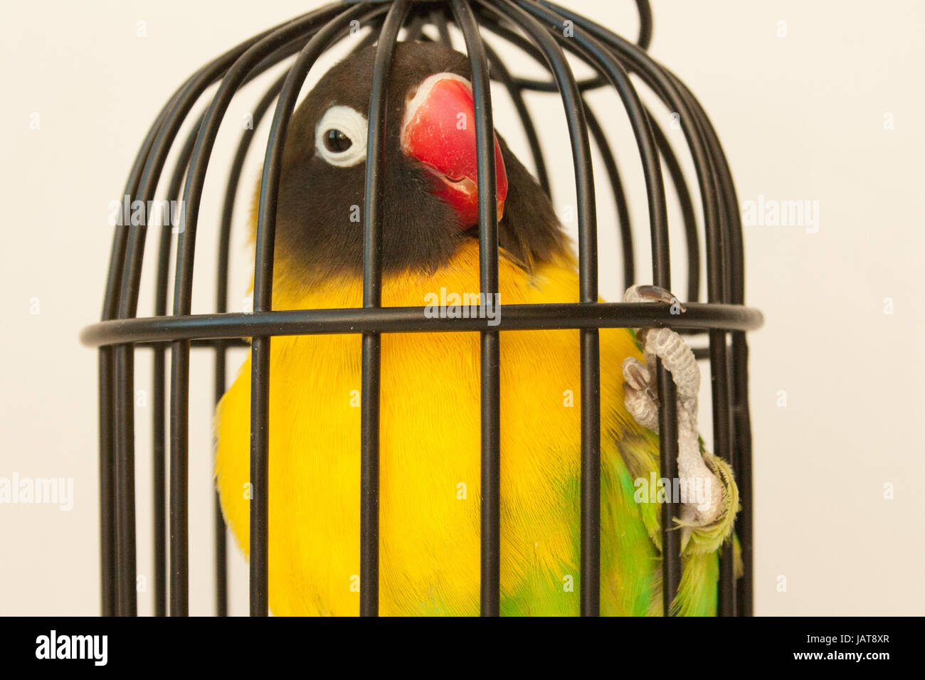 Animal rights violation hi-res stock photography and images - Alamy