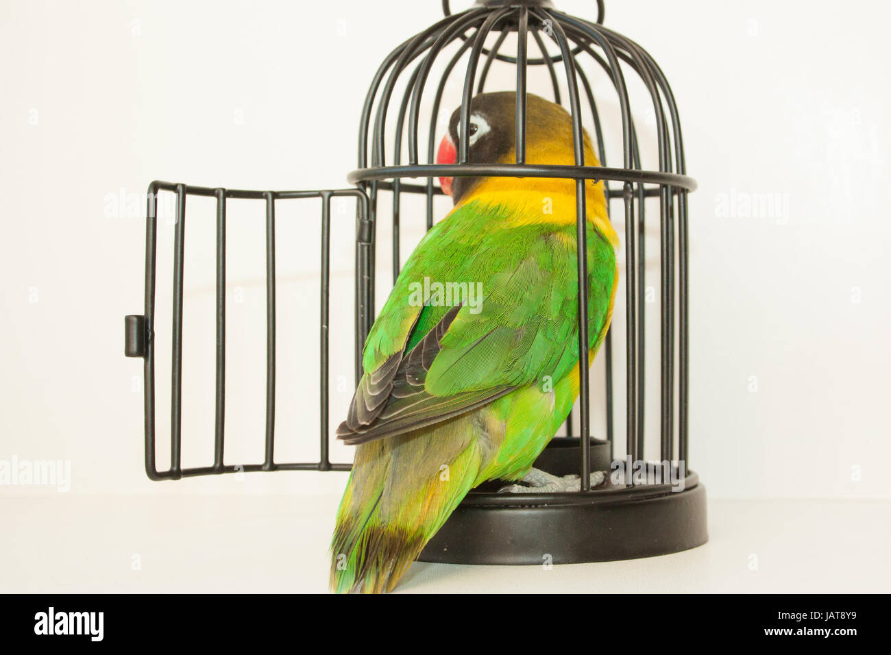A bird and a cage. The door is open. The escape. Photo for your design ...