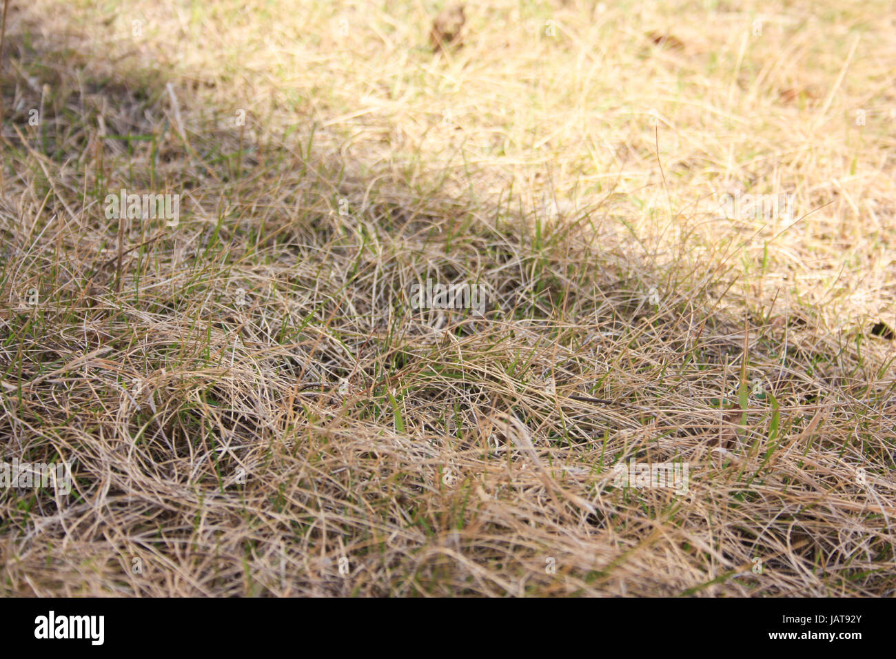 The grass is dry. Autumn wilts nature. The first of September ...