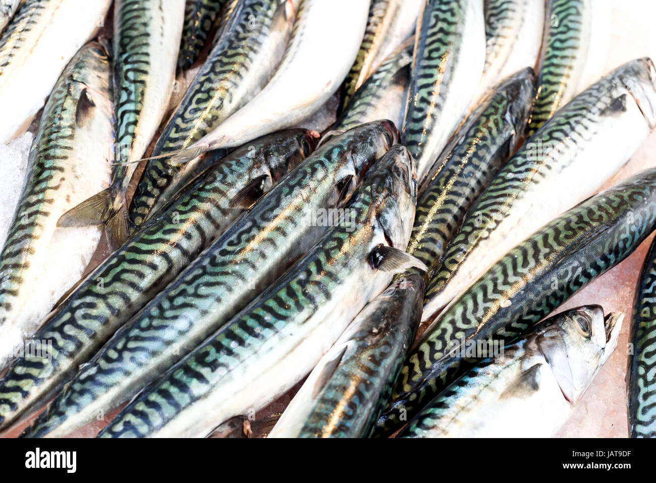 Rows of Fresh Mackerel on Ice on display at a local fishmonger stall ...