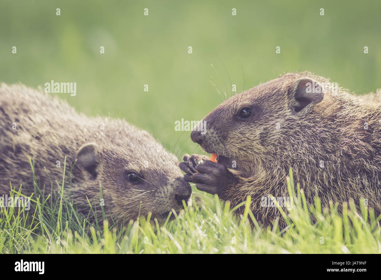 Baby Groundhogs (Marmota Monax) playing and nudging and sharing in the ...