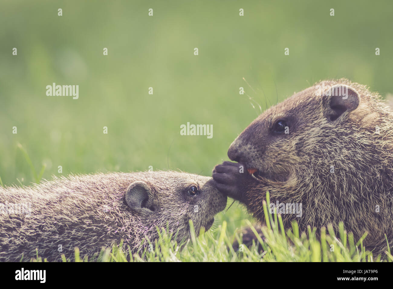 Baby Groundhogs (Marmota Monax) playing and nudging and sharing in the ...