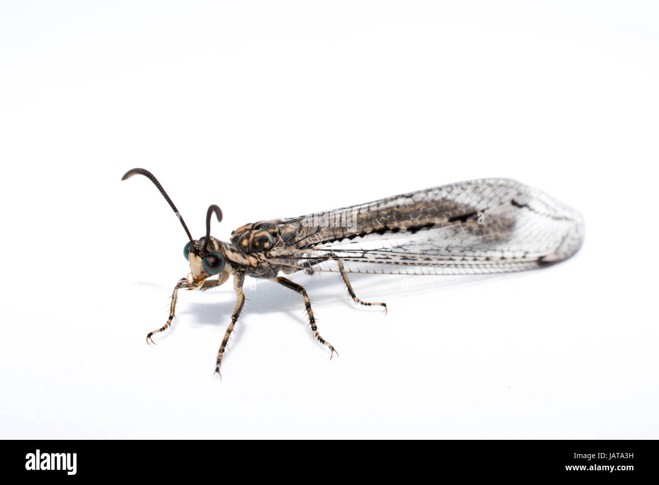 Adult antlion hi-res stock photography and images - Alamy