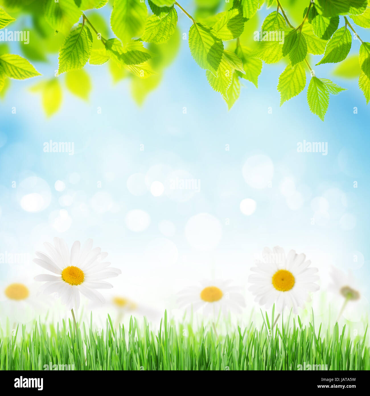 Abstract sunny spring background with grass and chamomile flowers Stock ...