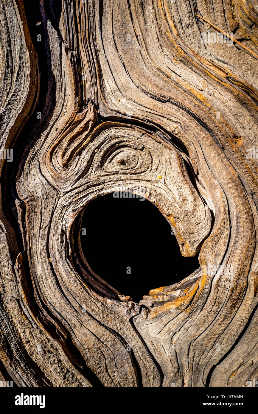 Wood with knot hi-res stock photography and images - Alamy