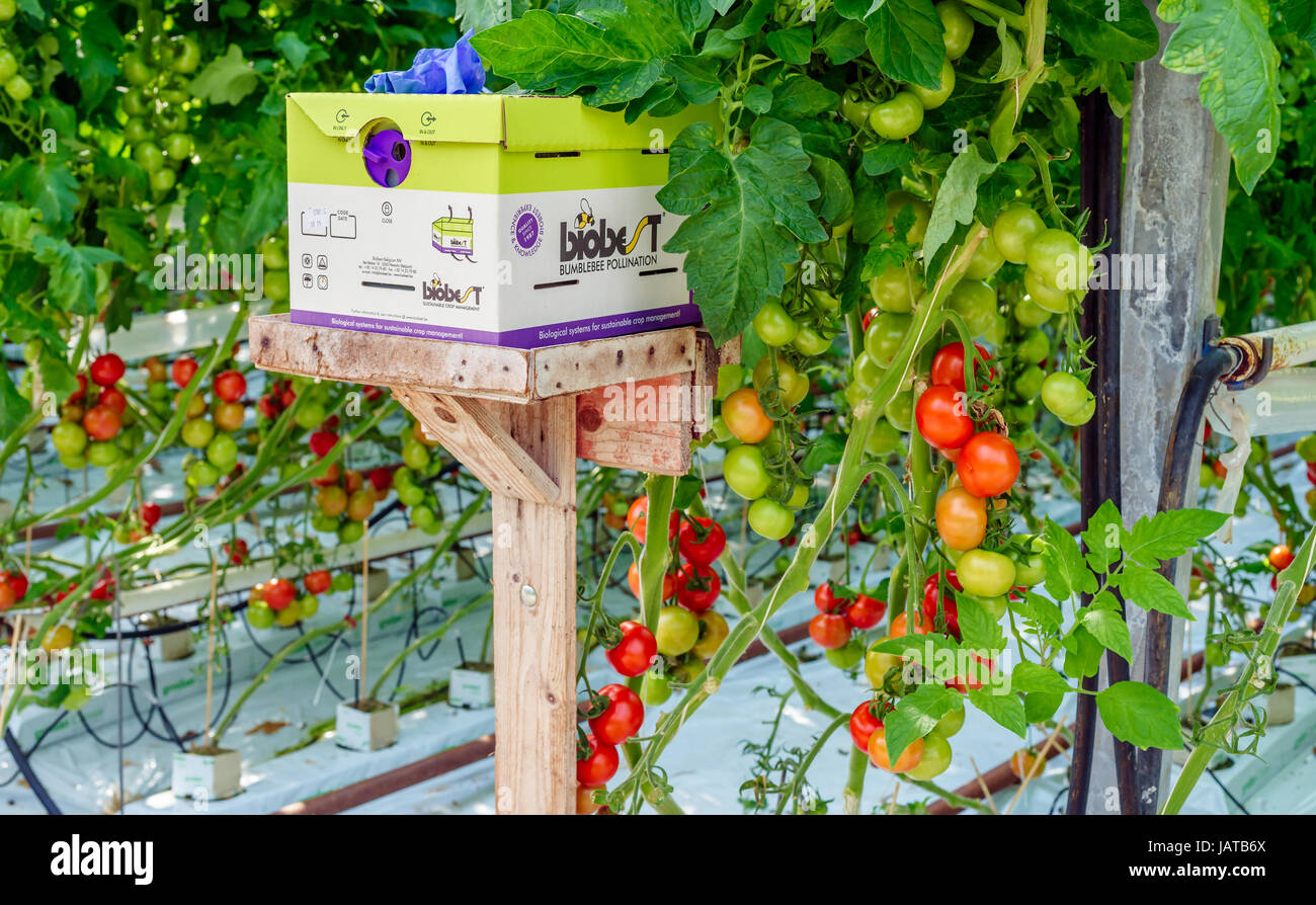 Insect documentary hi-res stock photography and images - Alamy