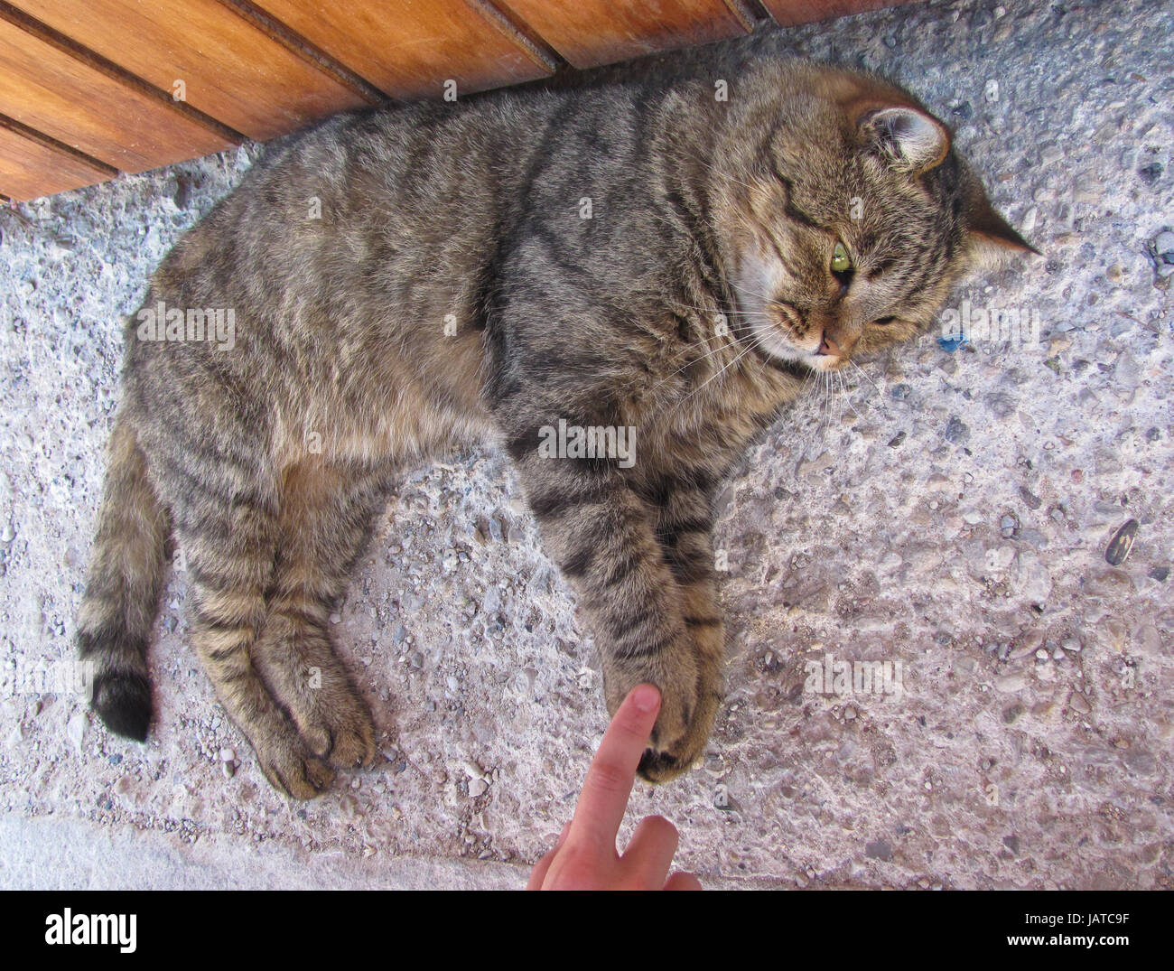 Fat cat lying on the sand Stock Photo - Alamy
