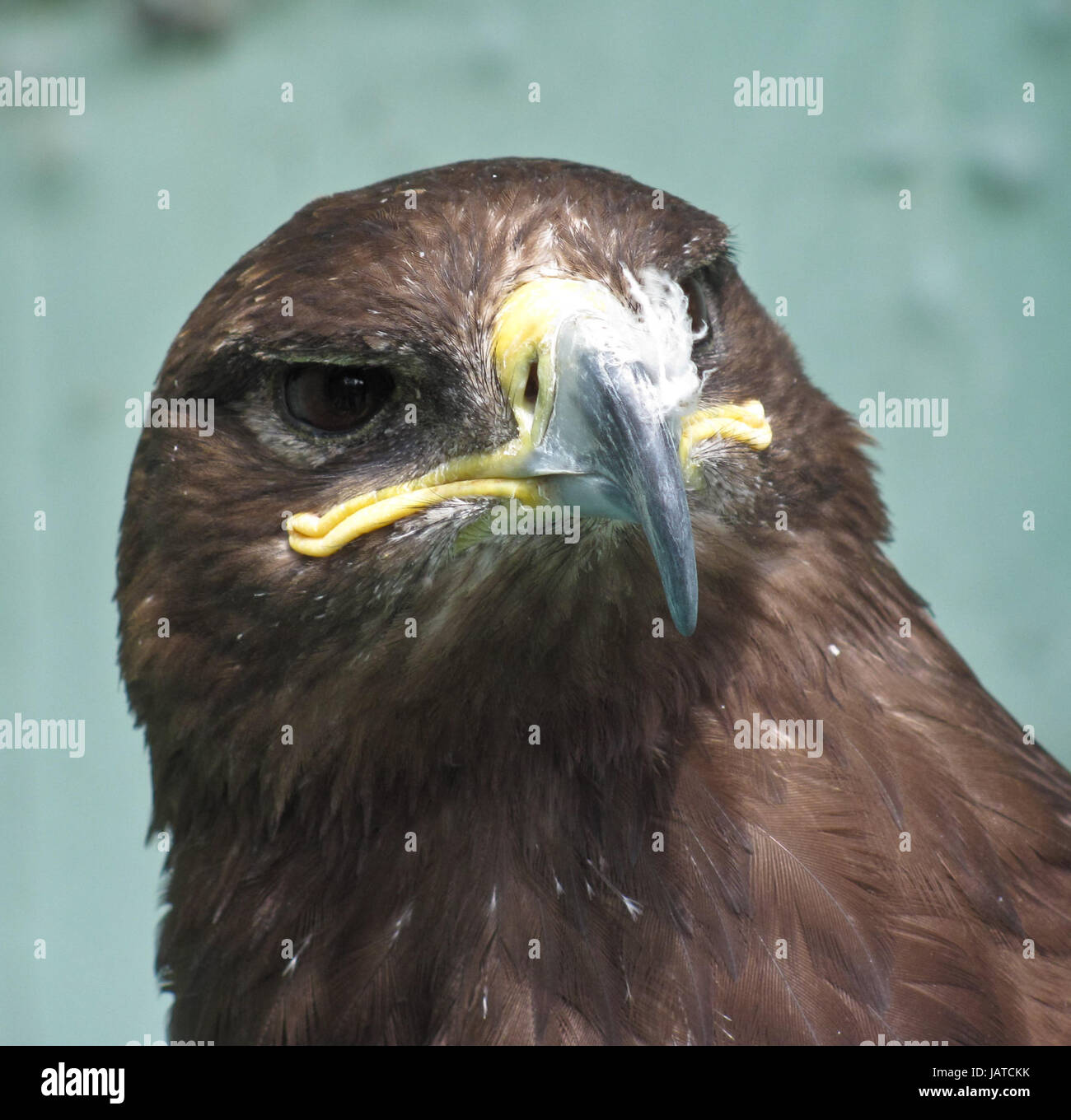 Close up eagles hi-res stock photography and images - Alamy