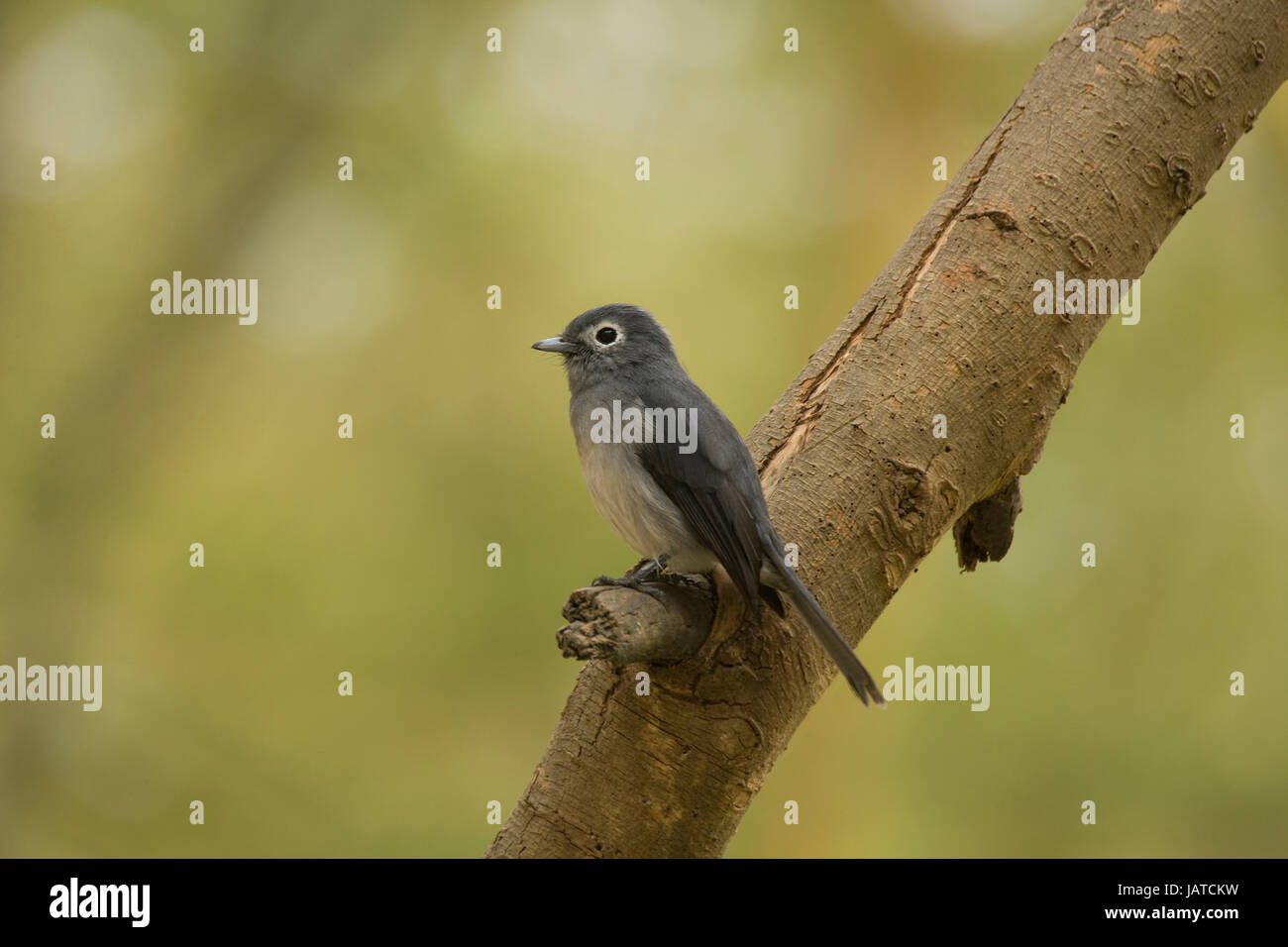 White Eyed Slaty Flycatcher Dioptrornis fischeri Stock Photo - Alamy