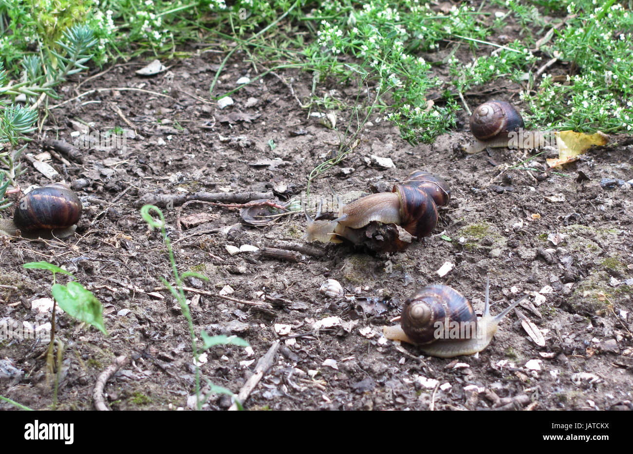 Snail and tortoise hi-res stock photography and images - Alamy