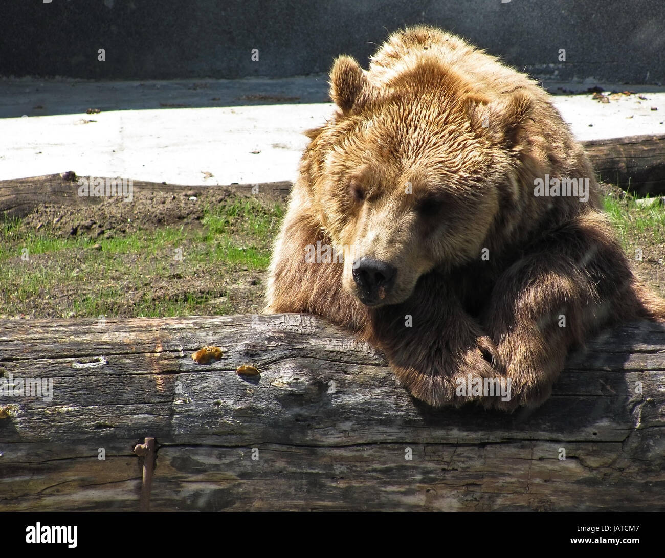 Bored Animal Zoo High Resolution Stock Photography and Images - Alamy