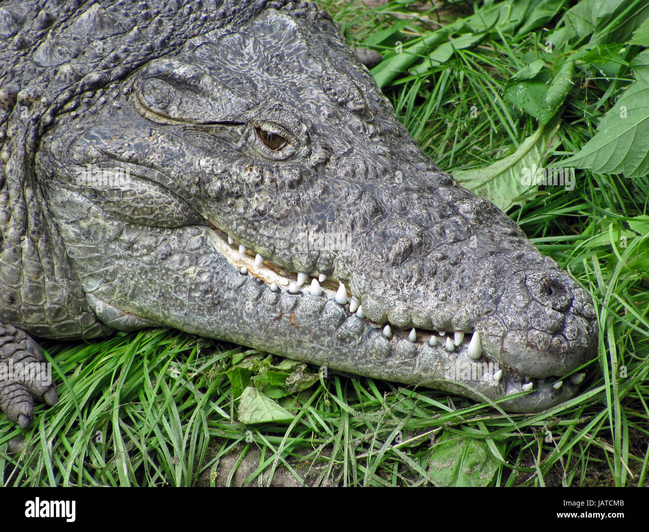 Head of a crocodile Stock Photo - Alamy
