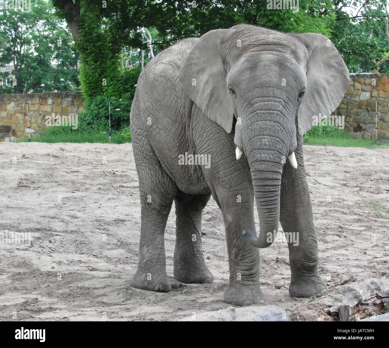 Bull elephants addo elephant hi-res stock photography and images - Alamy