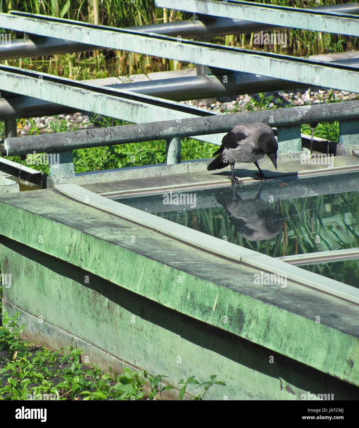 The crow looks at its reflection Stock Photo - Alamy