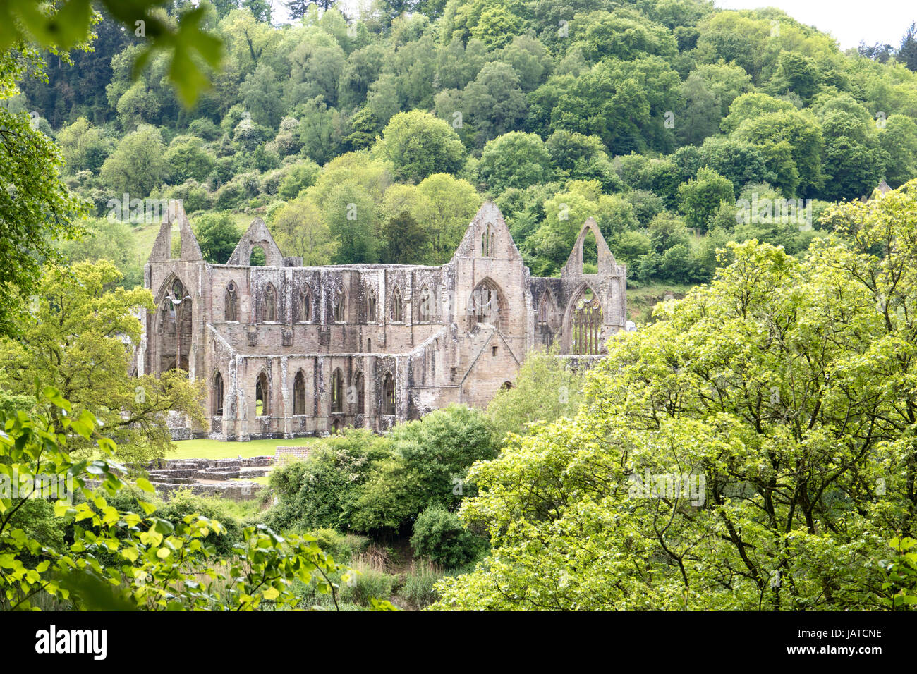 Tintern Abbey in the Wye Valley, Monmouthshire, Wales, UK Stock Photo ...