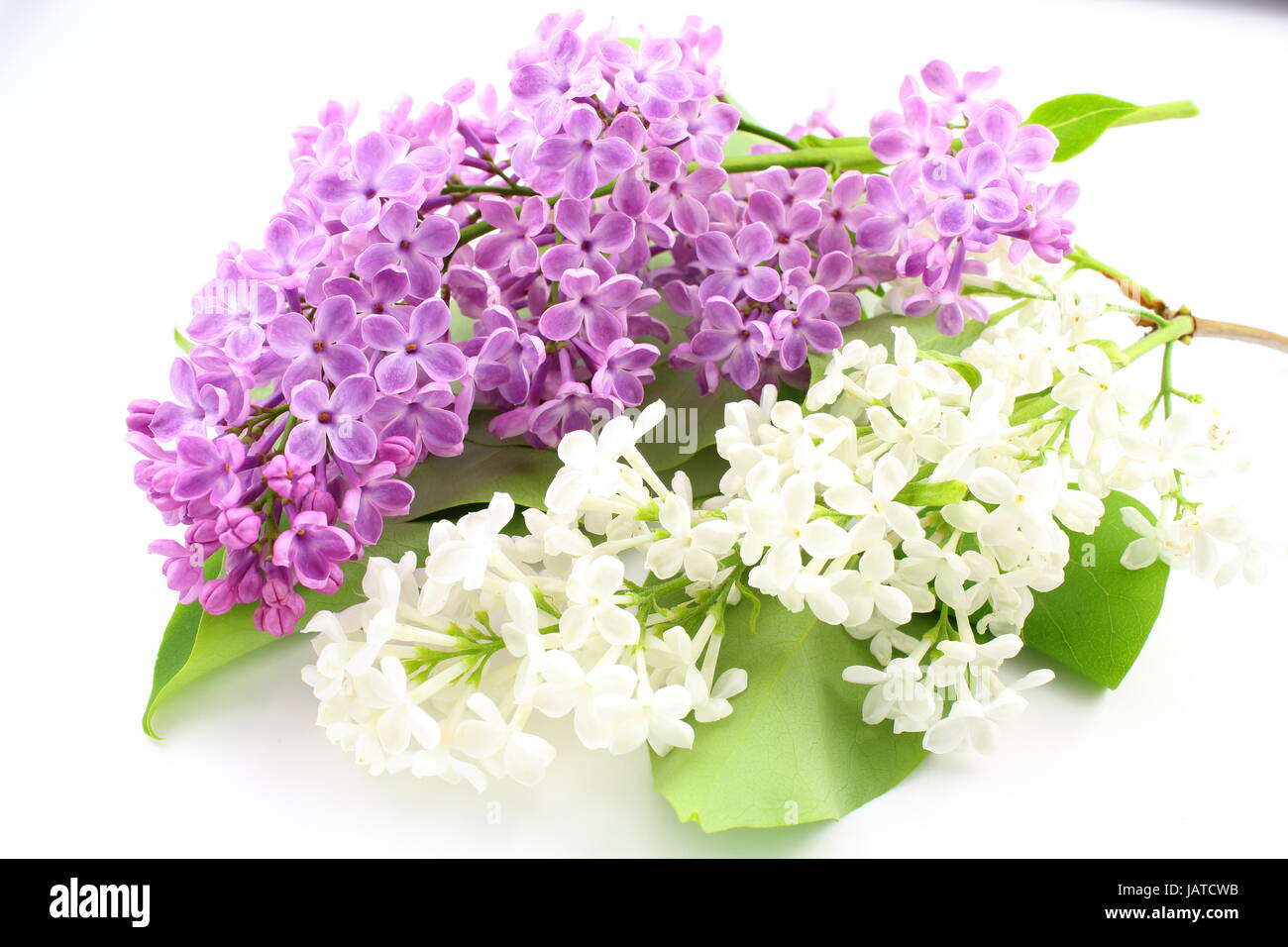 common lilac (Syringa vulgaris) with violet and white flowers isolated ...