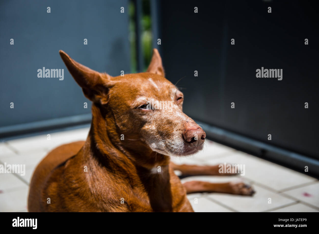 Cute "Andalusian Hound" (Canis lupus familiaris) dog lying and relaxing ...