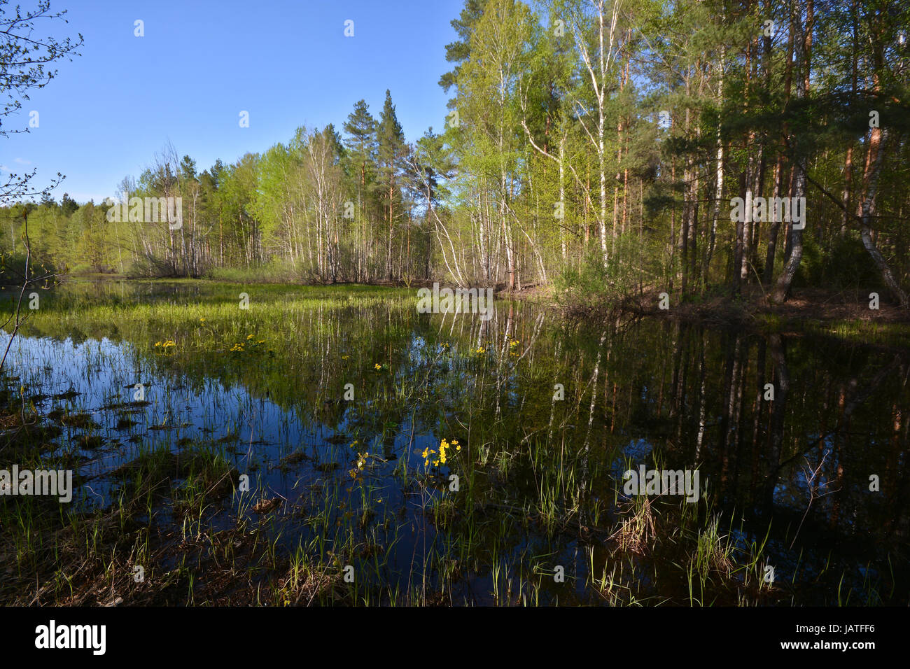 Pond in the spring forest. May landscape with water and trees Stock ...
