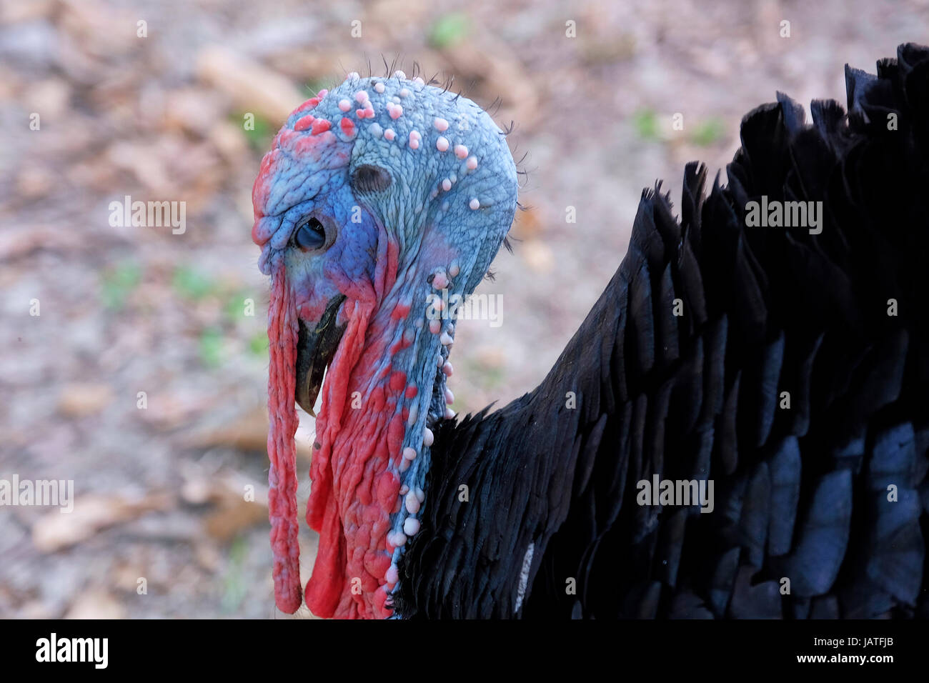 Wild ocellated turkey, common to the Yucatan Peninsula in Peten ...