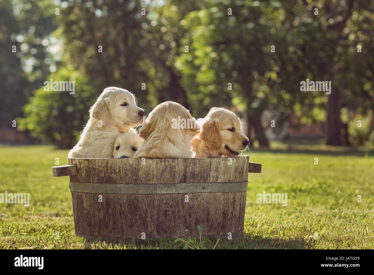 Golden retriever cub hi-res stock photography and images - Alamy