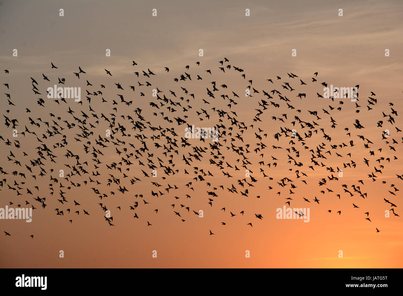 Flocking behavior of evening birds High Resolution Stock Photography ...