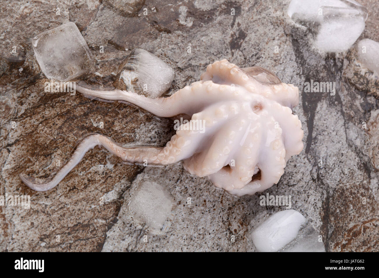 Raw octopus with ice on natural stone background. Culinary seafood ...