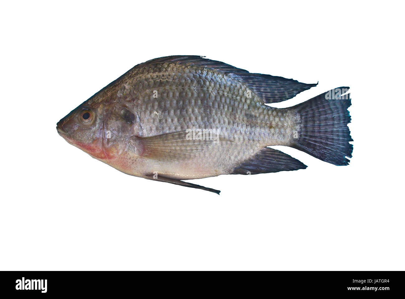 Oreochromis niloticus hi-res stock photography and images - Alamy