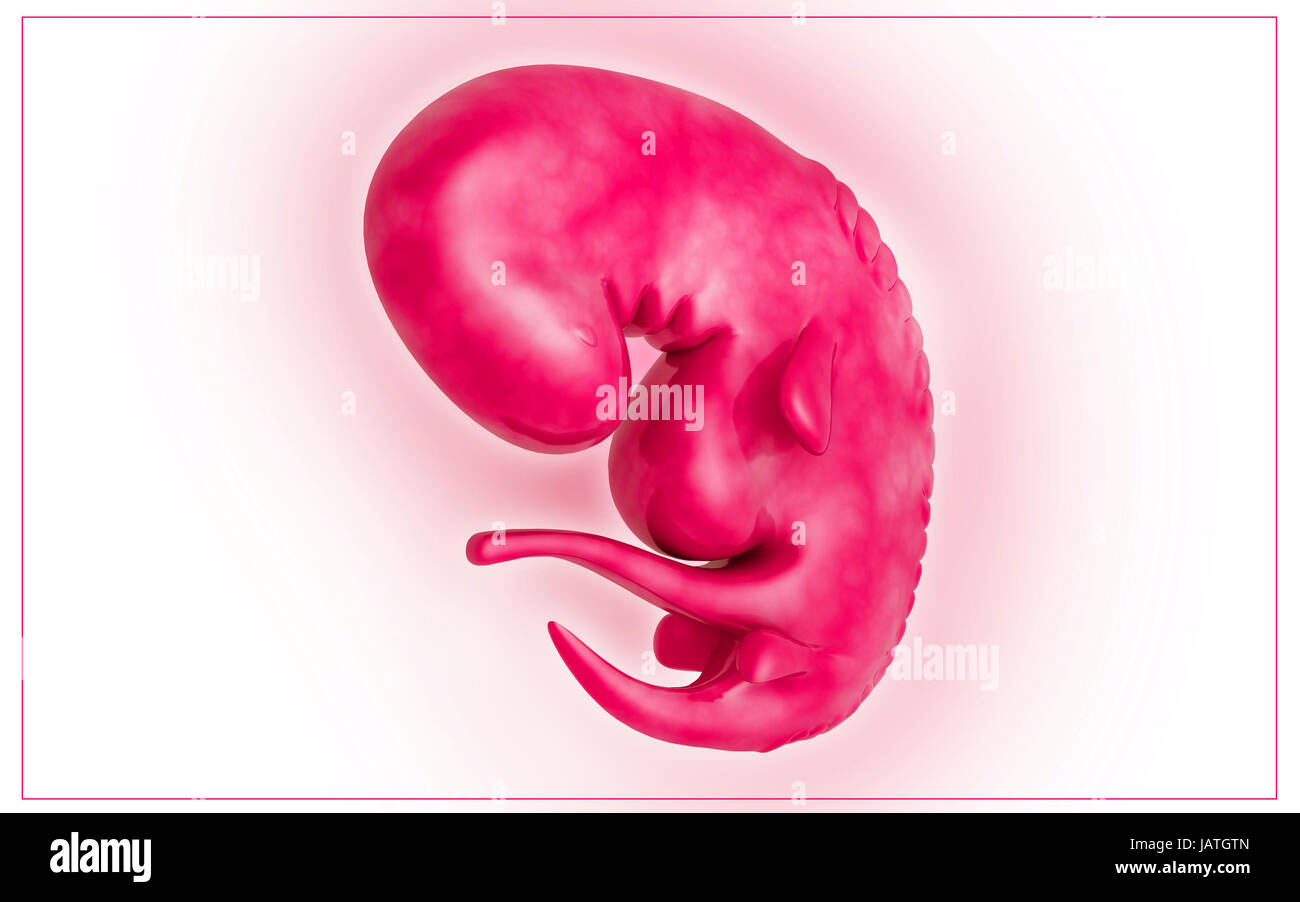 Placenta human scan hi-res stock photography and images - Alamy