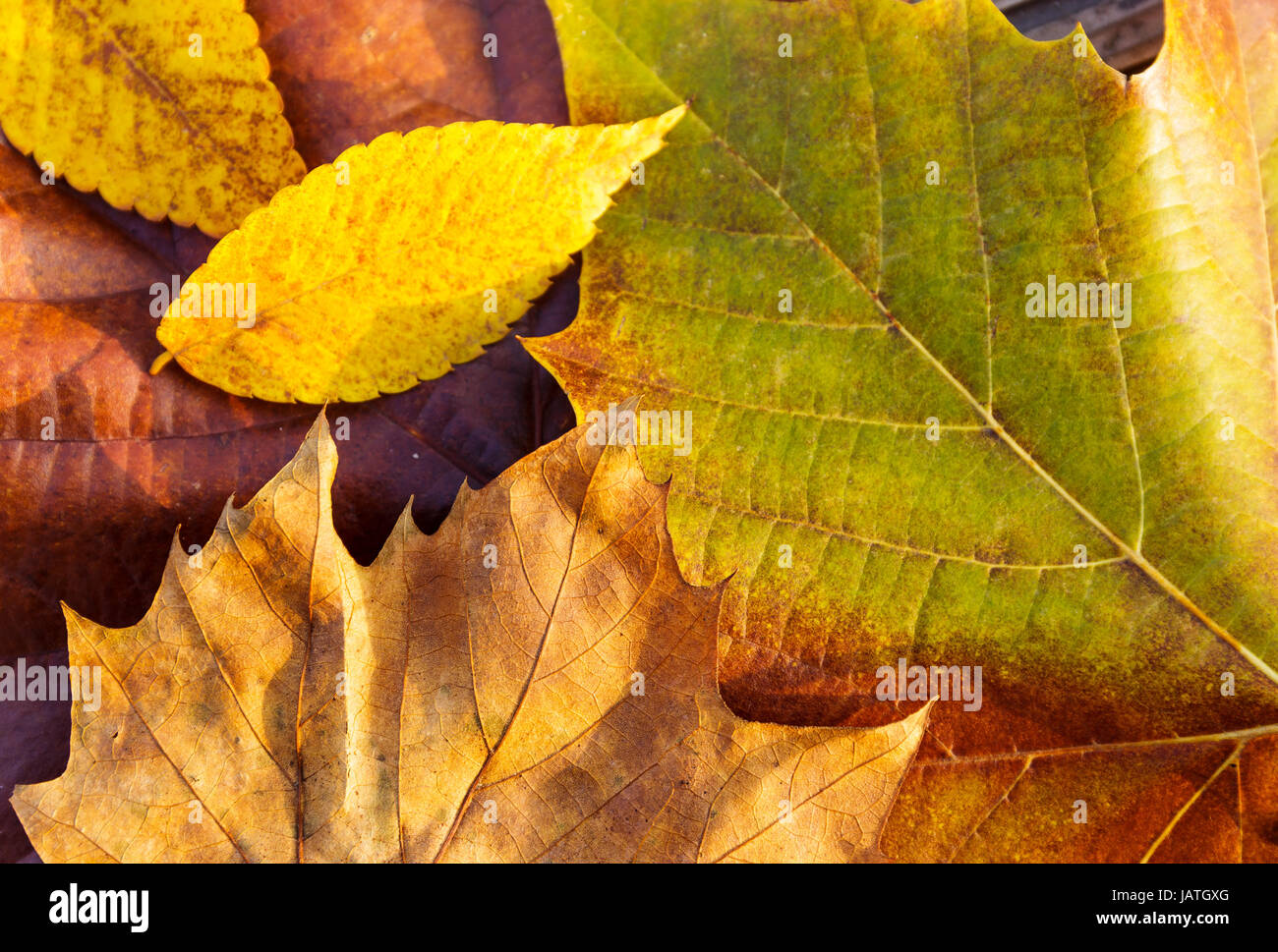 Autumn maple leave Stock Photo - Alamy