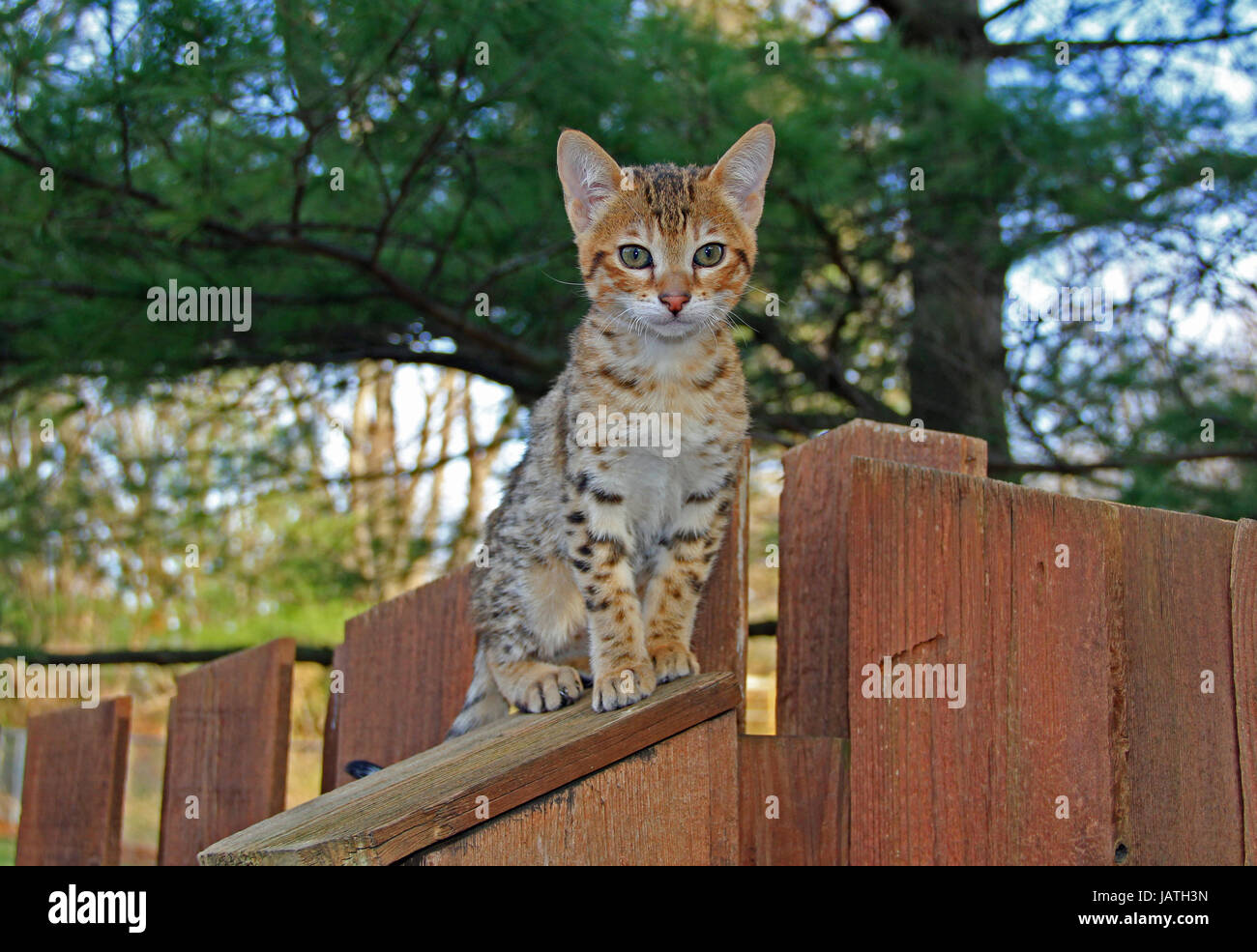 domestic cat wait Stock Photo - Alamy