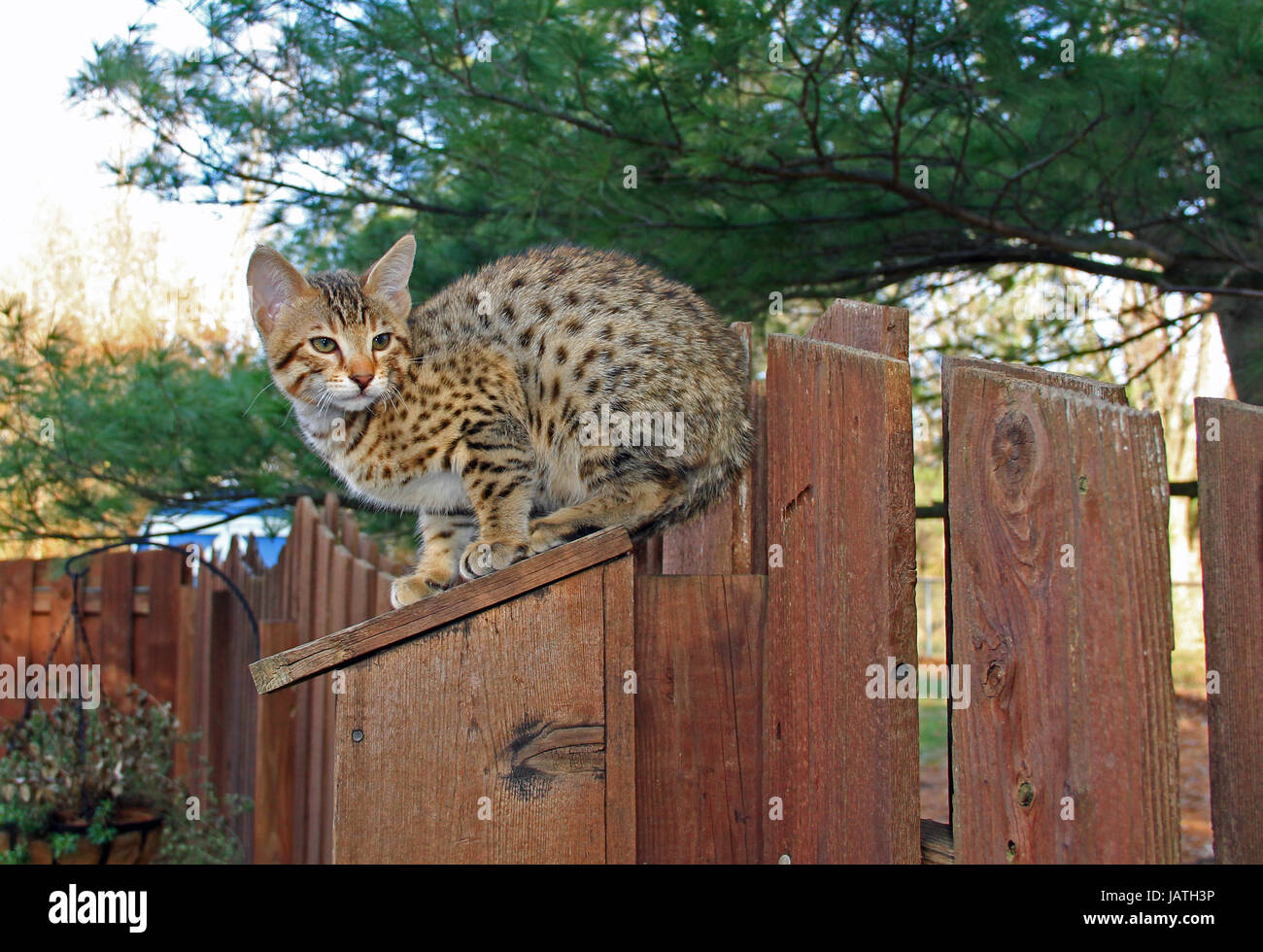 domestic cat wait Stock Photo - Alamy