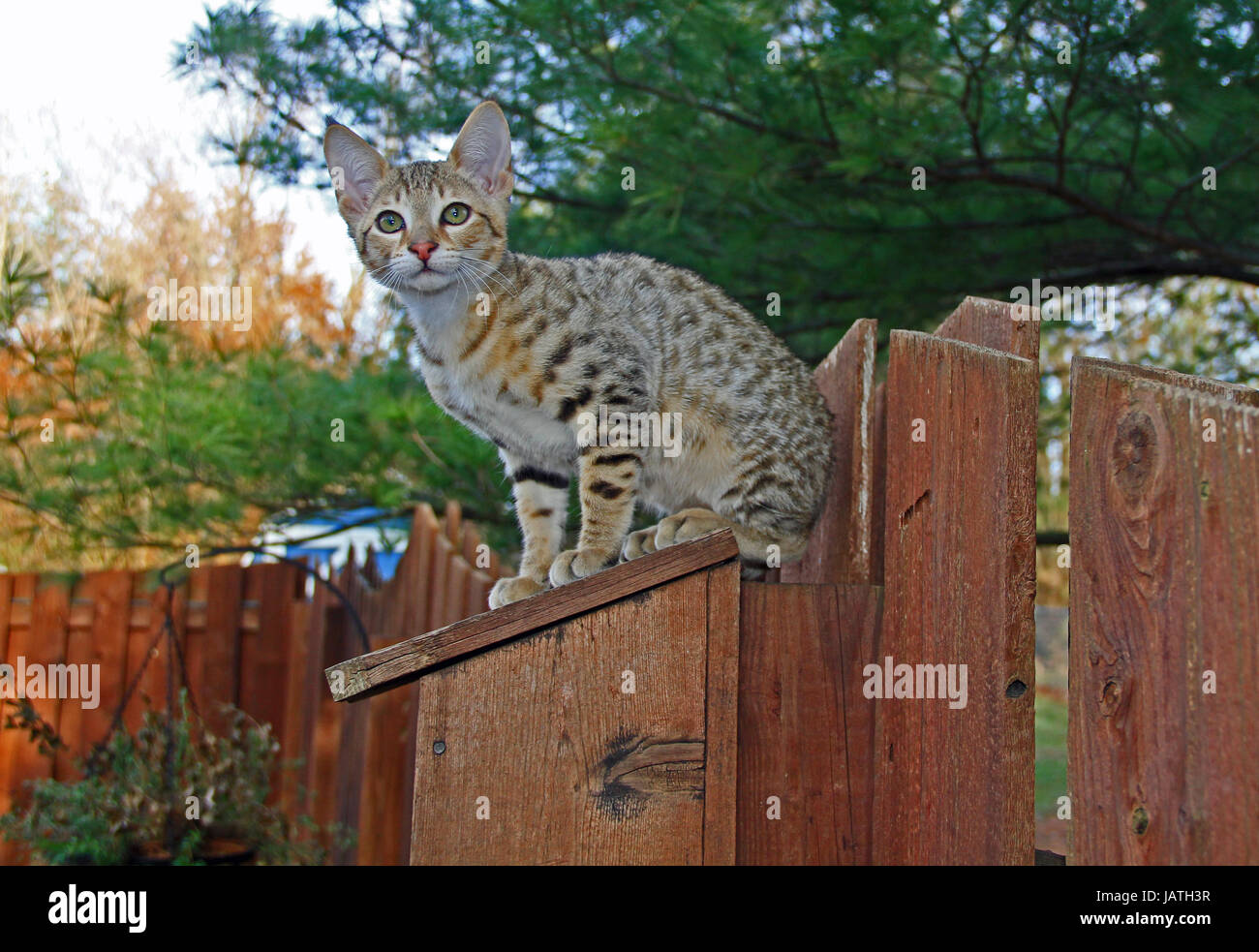 domestic cat wait Stock Photo - Alamy