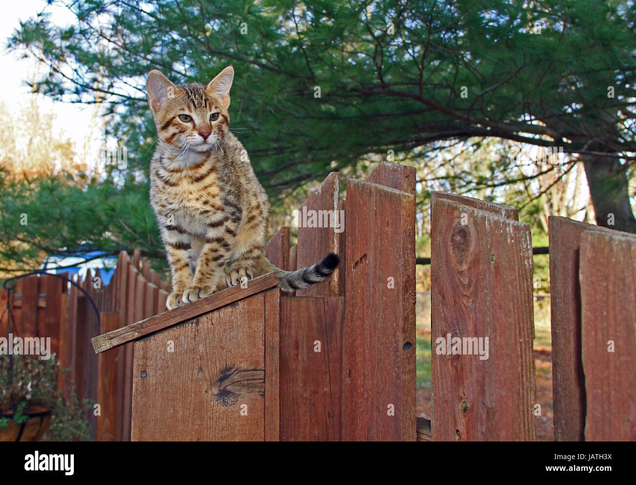 domestic cat wait Stock Photo - Alamy
