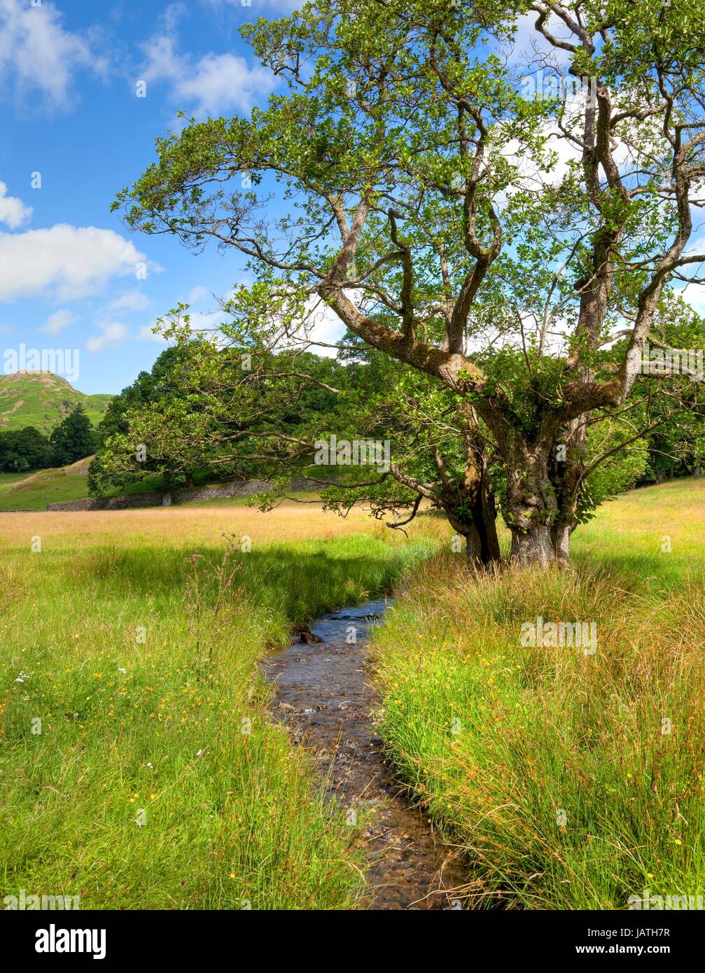 Common Alder tree by stream, Elterwater, the Lake District, Cumbria ...