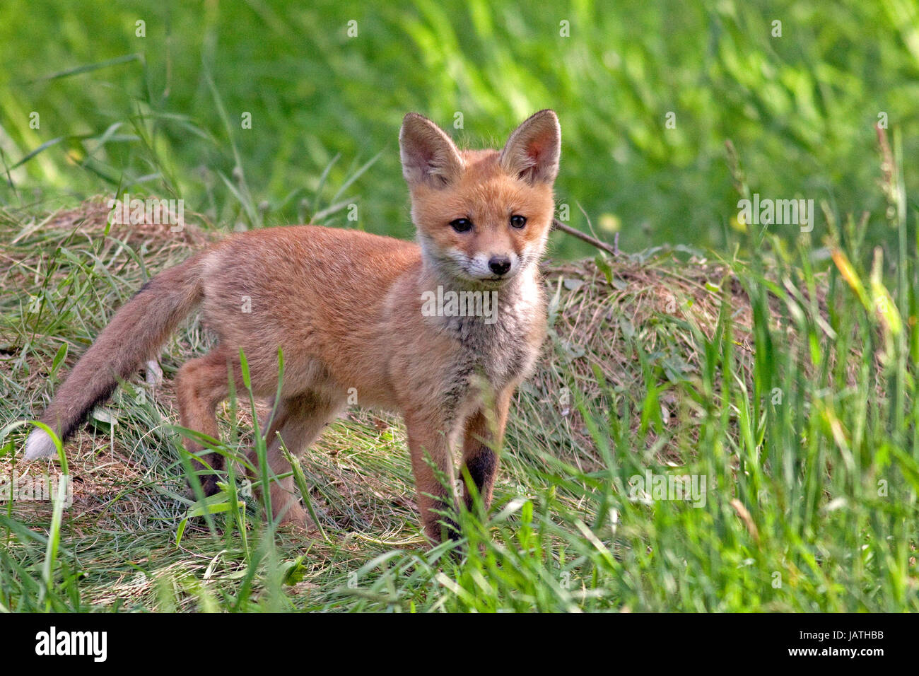 young fox in the clearing Stock Photo - Alamy