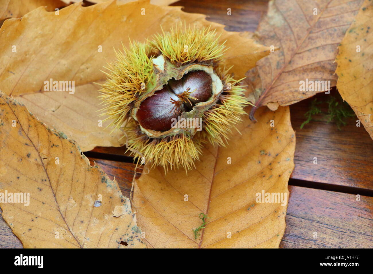 Chestnuts, husk and dead leaves Stock Photo - Alamy