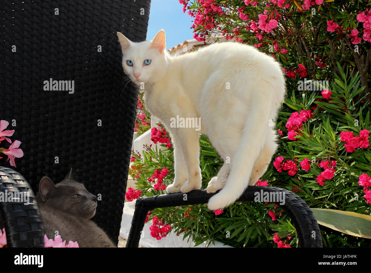 Cat balancing hi-res stock photography and images - Alamy