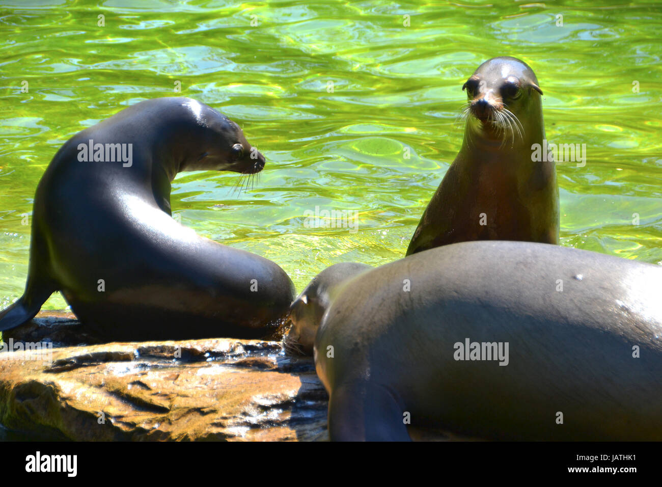 Robbenart hi-res stock photography and images - Alamy