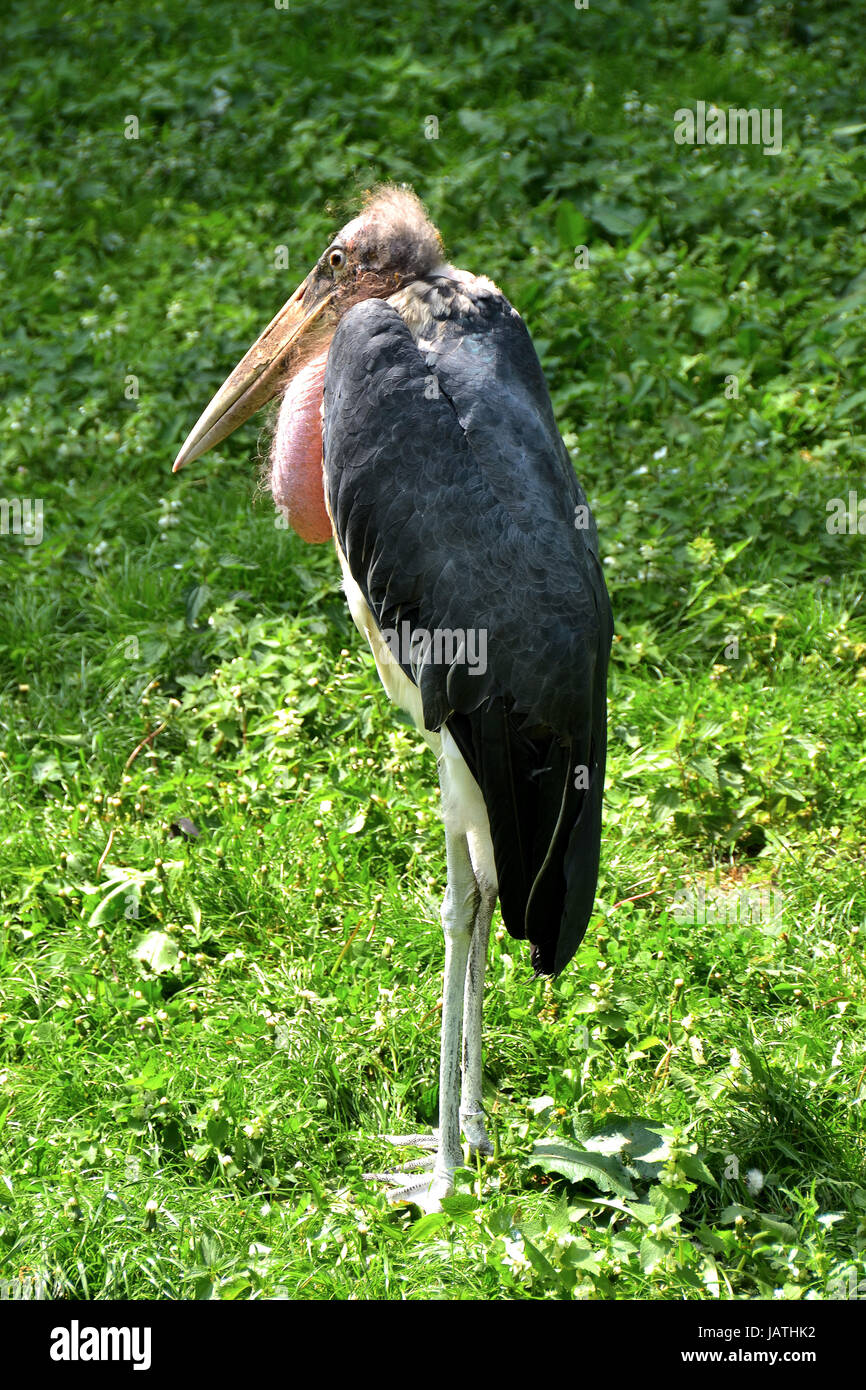 Exot zoo hi-res stock photography and images - Alamy