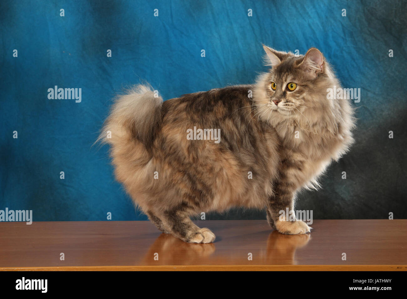 Kurilian hi-res stock photography and images - Alamy