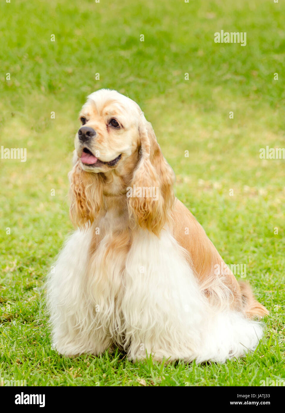 A small, young beautiful fawn, light cream and white American Cocker ...