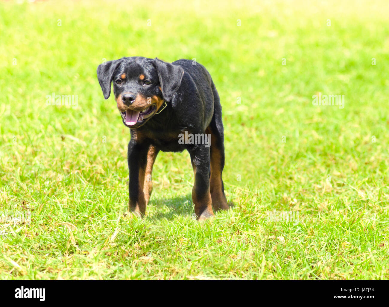 A cute, healthy, young, beautiful black and rust Rottweiler puppy dog ...